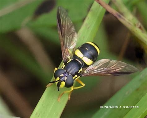 Raw Birds Two Banded Wasp Hoverfly