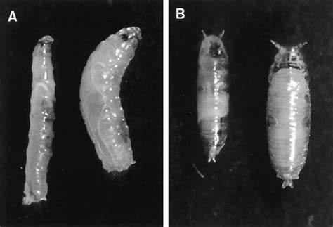 Fruit Fly Larvae Stages