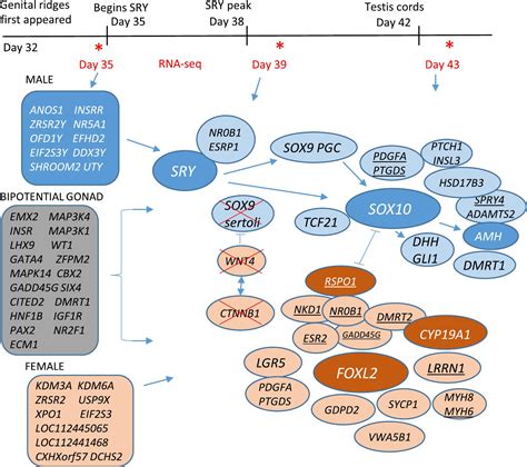Gene Expression Profiles Of Bovine Genital Ridges During Sex Determination And Early