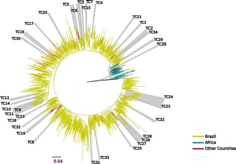 maximum likelihood tree of the hiv 1 subtype c pol sequences ~ 1000