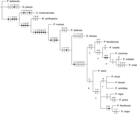Most parsimonious cladogram from the implied weighting analysis k ¼