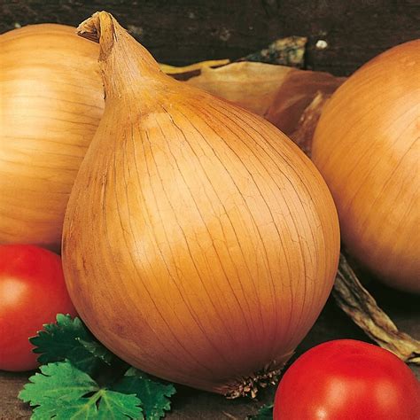 Cebula Nasiona Największy Wybór Nasion Allegro