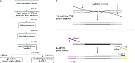 Assay Workflow For Multiplex Microhaplotype Sequencing Listed Are The Download Scientific