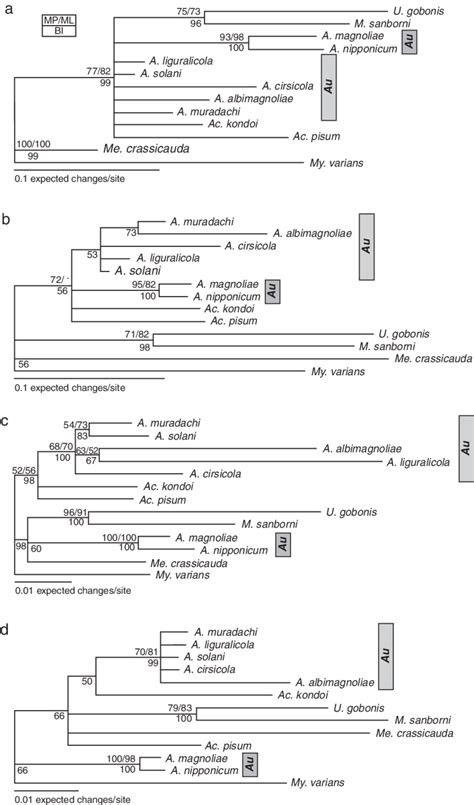 Bayesian Inference Bi Tree Showing Phylogenetic Relationships Among Download Scientific