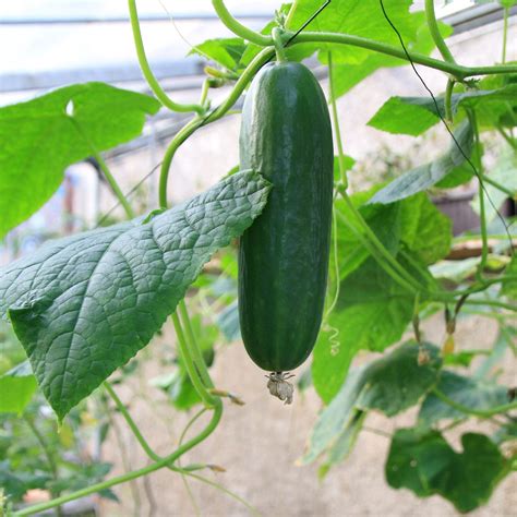 Square Cucumber