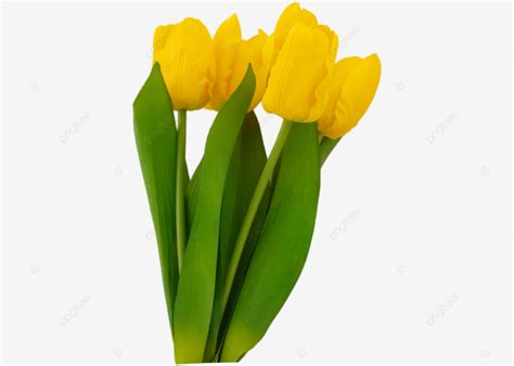Tulip Yellow Bouquet Vector Tulip Flower Flowers Tulip Png