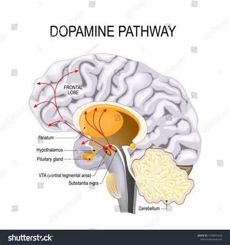 12 Dopamine Hypothesis Of Schizophrenia Images Stock Photos Vectors