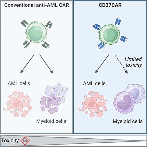 Cd37 Is A Safe Chimeric Antigen Receptor Target To Treat Acute Myeloid