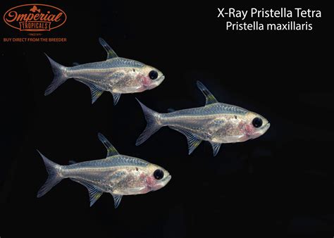X Ray Pristella Tetra Pristella Maxillaris Shop Imperial Tropicals
