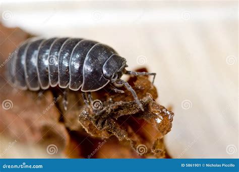 Pill Or Sow Bug Stock Image Image Of Isopod Rollie Sowbug 5861901