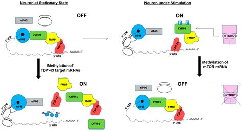 Epitranscriptome And Fmrp Regulated Mrna Translation
