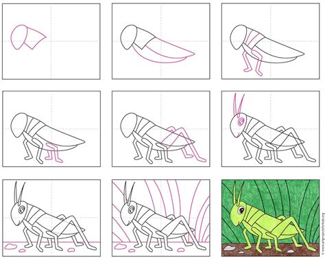 Easy How To Draw A Grasshopper Tutorial And Coloring Page