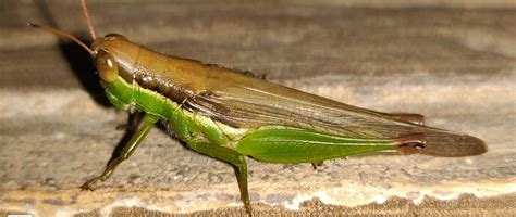 A Grasshopper Pixahive