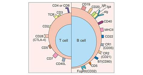 What Is The Cell Surface Marker Cusabio