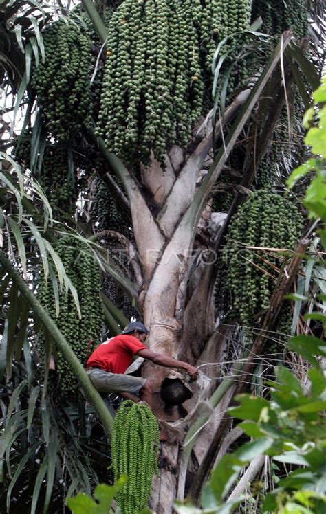 PETANI GULA AREN ANTARA Foto