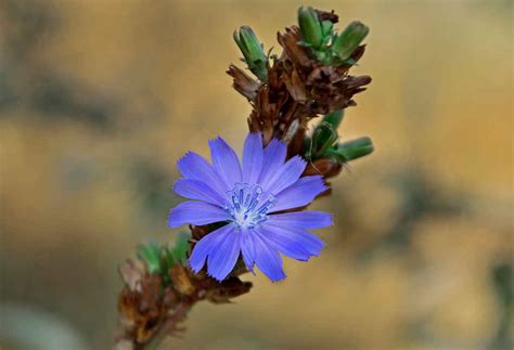 ვარდკაჭაჭას დალევა სასარგებლოა ნერვული სისტემის გულისა და სისხლძრღვებისთვის რჩევები ვივიენისგან