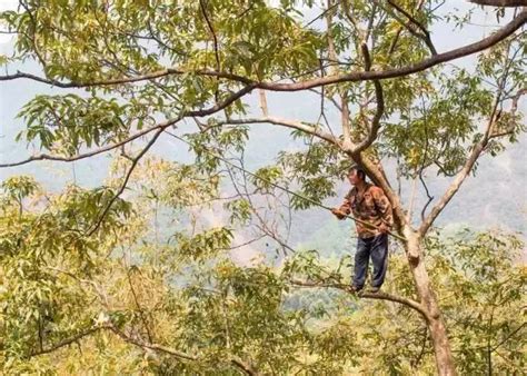臨安特產，憶禾伴手禮單品介紹——超好剝山核桃 每日頭條