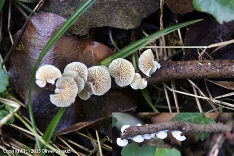 Mycodb Fiche De Crepidotus Subverrucisporus