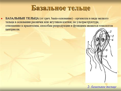 Немембранные органоиды клетки - online presentation