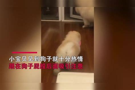 主人给狗子找了个童养媳，狗子一脸嫌弃笑喷网友：以后追妻火葬场 童养媳 火葬场 网友