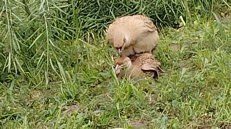 Tetar Meeting Video Xxx Romantic Tetar Atif Atifbhkarbird