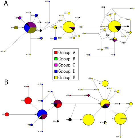 Median Joining Network Showing Phylogeographic Structure For The Mtdna Download Scientific