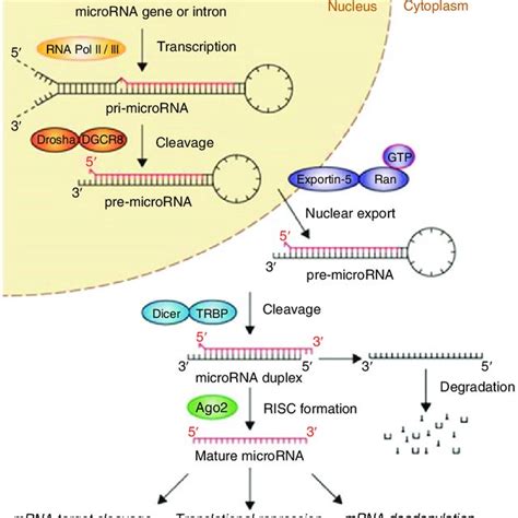 Banff Scoring Criteria Or Rejection Activity Index To Evaluate