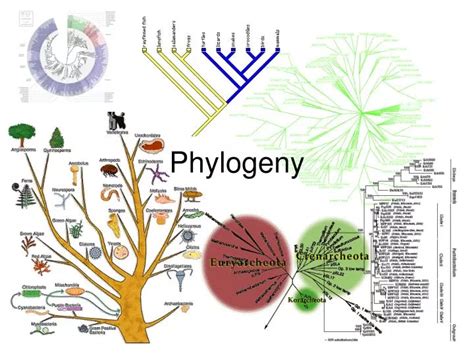PPT Phylogeny PowerPoint Presentation Free Download ID
