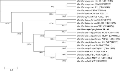Phylogenetic Tree Reconstructed Based On The Complete Genome Sequence Download Scientific