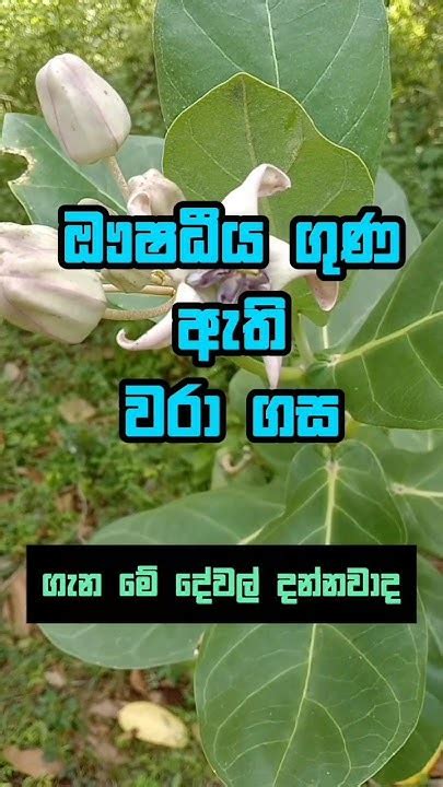 👉👉😨 ඖෂධීය ගුණ ඇති වරා ගස Youtube