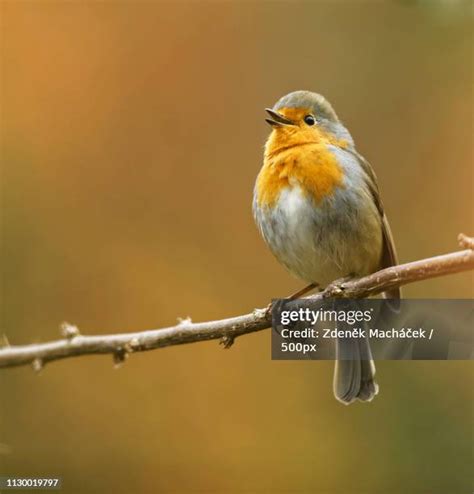 Robin Singer Photos And Premium High Res Pictures Getty Images