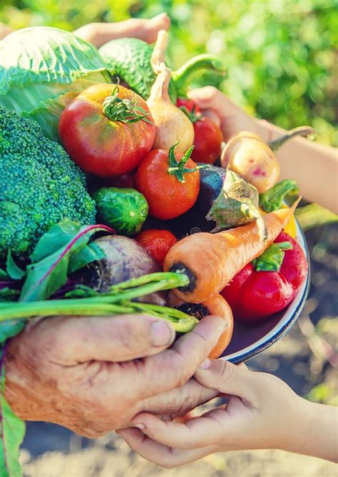 Niño Y Abuela En El Jardín Con Verduras En Sus Manos Foco Selectivo