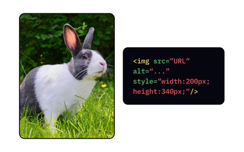 Html Images Lesson Uxcel