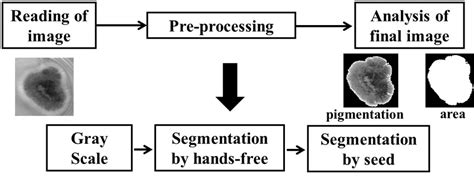 block diagram of the digital image processing algorithm developed to