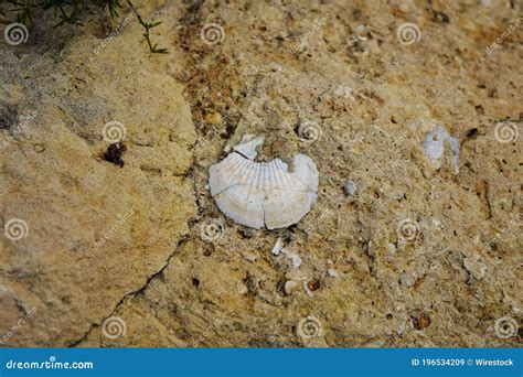 Ancient Seashell Fossil In Limestone Rock Stock Image Image Of Macro Historic