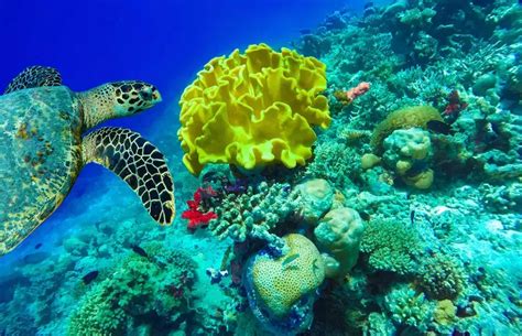 7 Best Places For Snorkeling In Bermuda Enjoy Travel