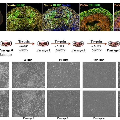 Astrocyte Isolation Protocol A Cerebral Organoids Were Maintained Download Scientific
