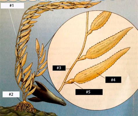 Plant Algae Test Flashcards Quizlet