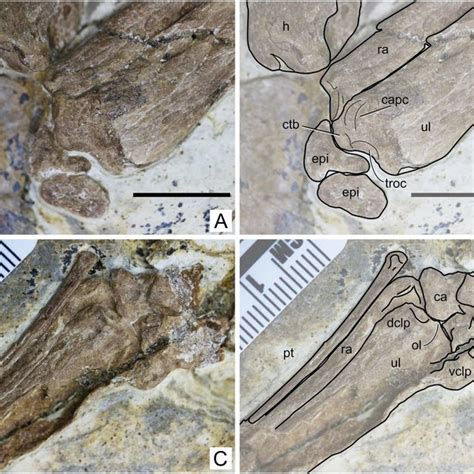 Hemiaster Texanus 1 Stib Texas 156 And Heteraster Texanus Stib Download Scientific