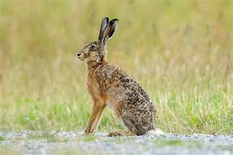 European Hare Lepus Europaeus Wildlife Vagabond