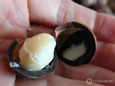 Отзыв о Орех макадамия в скорлупе Пальма Фуд Прям порадовали а цена настоящий сюрприз