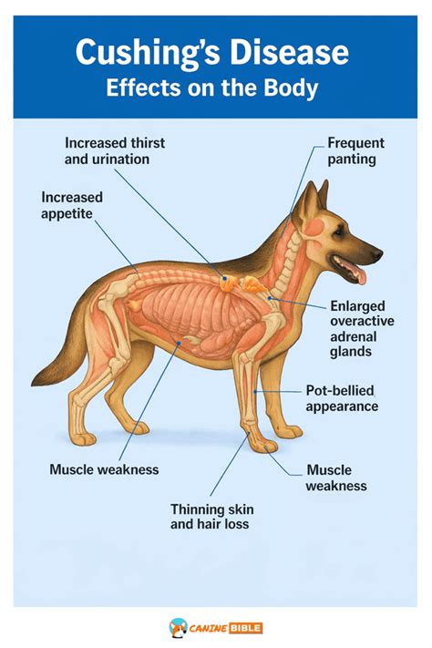 Cushings Disease In Dogs Symptoms Types Causes Signs And Prevention
