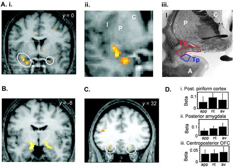 Olfactory Cortex