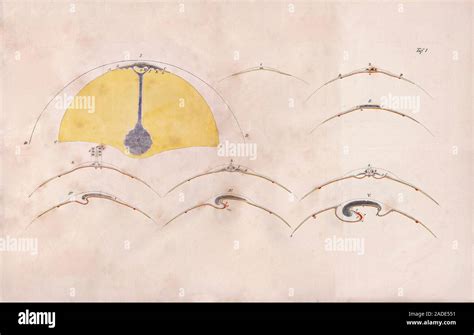Comparative Embryology By Von Baer 19th Century Illustration Of Cross Sections And Longitudinal