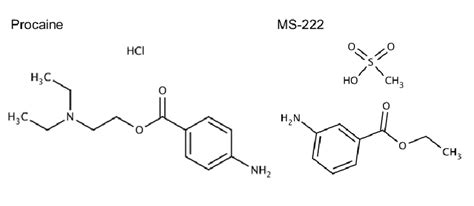 Molecular Structures Of Procaine And Ms 222 Procaines Longer