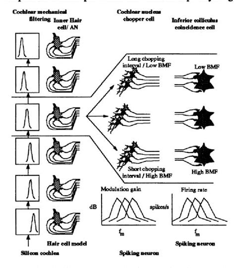 Figure 1 From A Silicon Model Of Amplitude Modulation Detection In The Auditory Brainstem