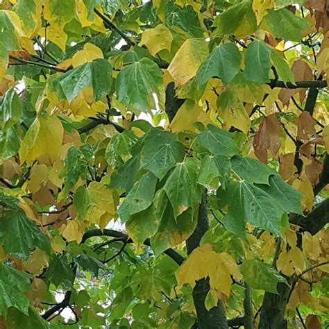 Pin On Tree Selector 01 Plant Leaves Unique Trees Plants