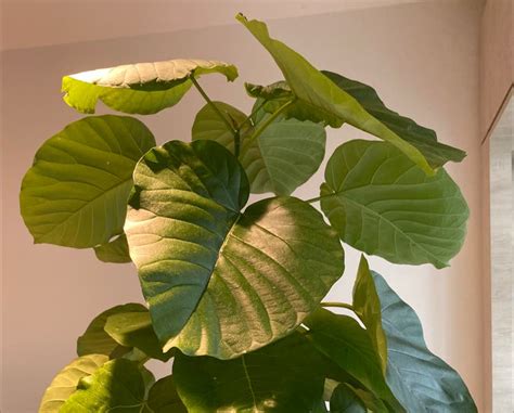 Diagnosing Ficus Umbellata Root Rot