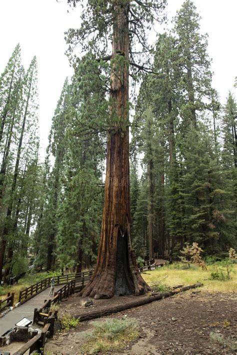 Sequoia Tree Stock Image Image Of Nevada Furrow Giant 217992267