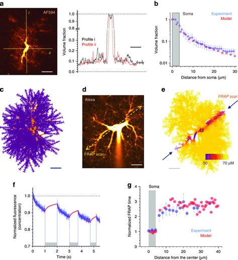 Neuron Based Astrocyte Model Determining Volumetric Quantities A